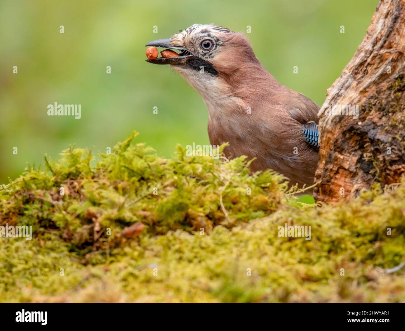 Eurasian Jay (Garrulus glandarius) Scotland, UK Stock Photo - Alamy