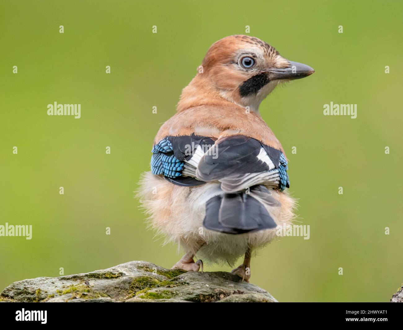 Eurasian Jay (Garrulus glandarius) Scotland, UK Stock Photo - Alamy
