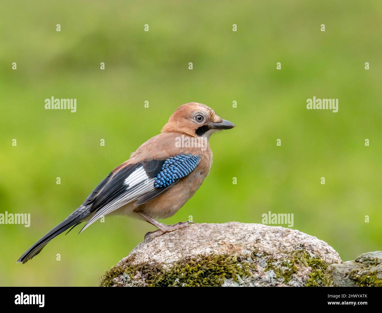 Eurasian Jay (Garrulus glandarius) Scotland, UK Stock Photo - Alamy