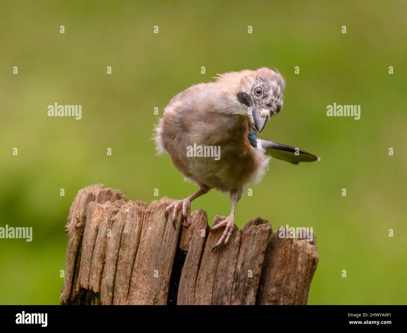 Eurasian Jay (Garrulus glandarius) Scotland, UK Stock Photo - Alamy