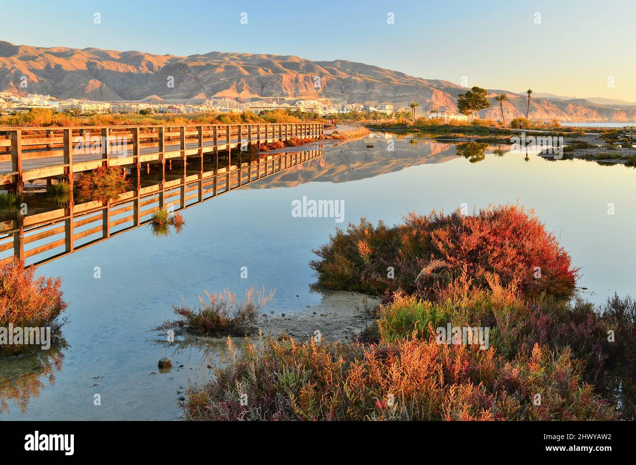 Elevated wooden walkway in Las Salinas wetlands with Glassworth plants ...