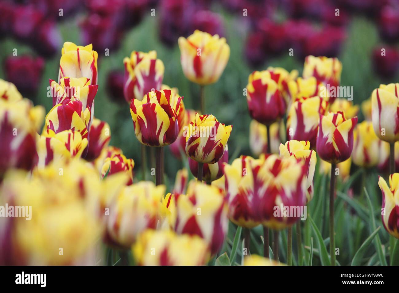 Helmar tulips hi-res stock photography and images - Alamy