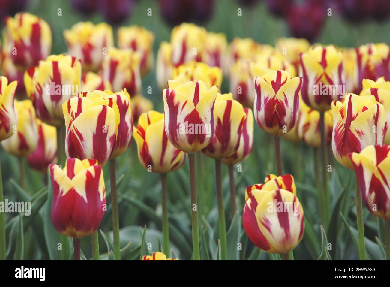 Helmar tulips hi-res stock photography and images - Alamy