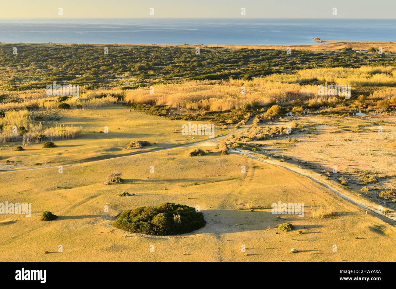 Grassy landscape of Punta Entinas Sabinar Natural Area, located on the ...