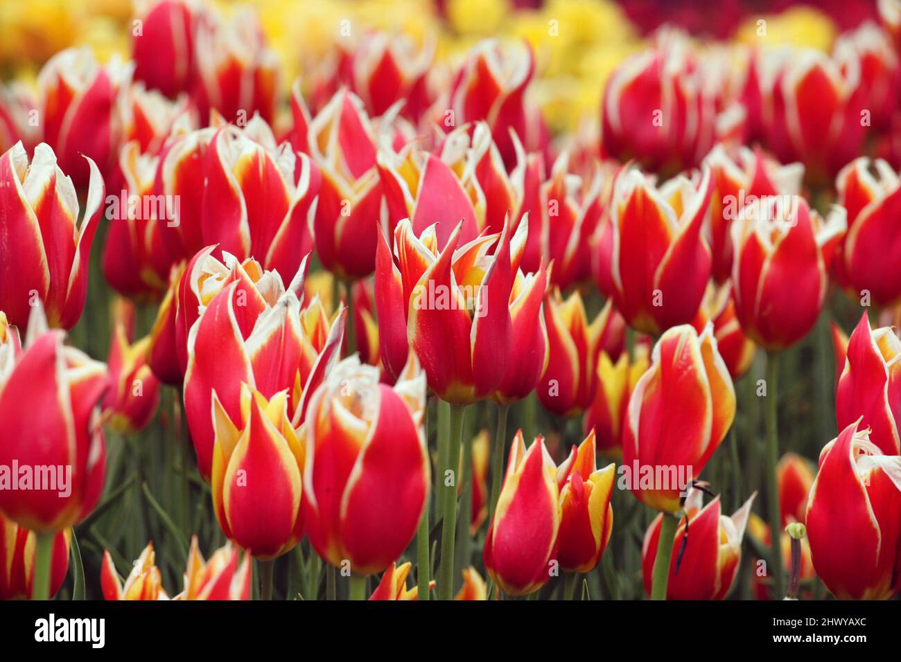 Lily flowered tulip 'Aladdin' in flower Stock Photo - Alamy