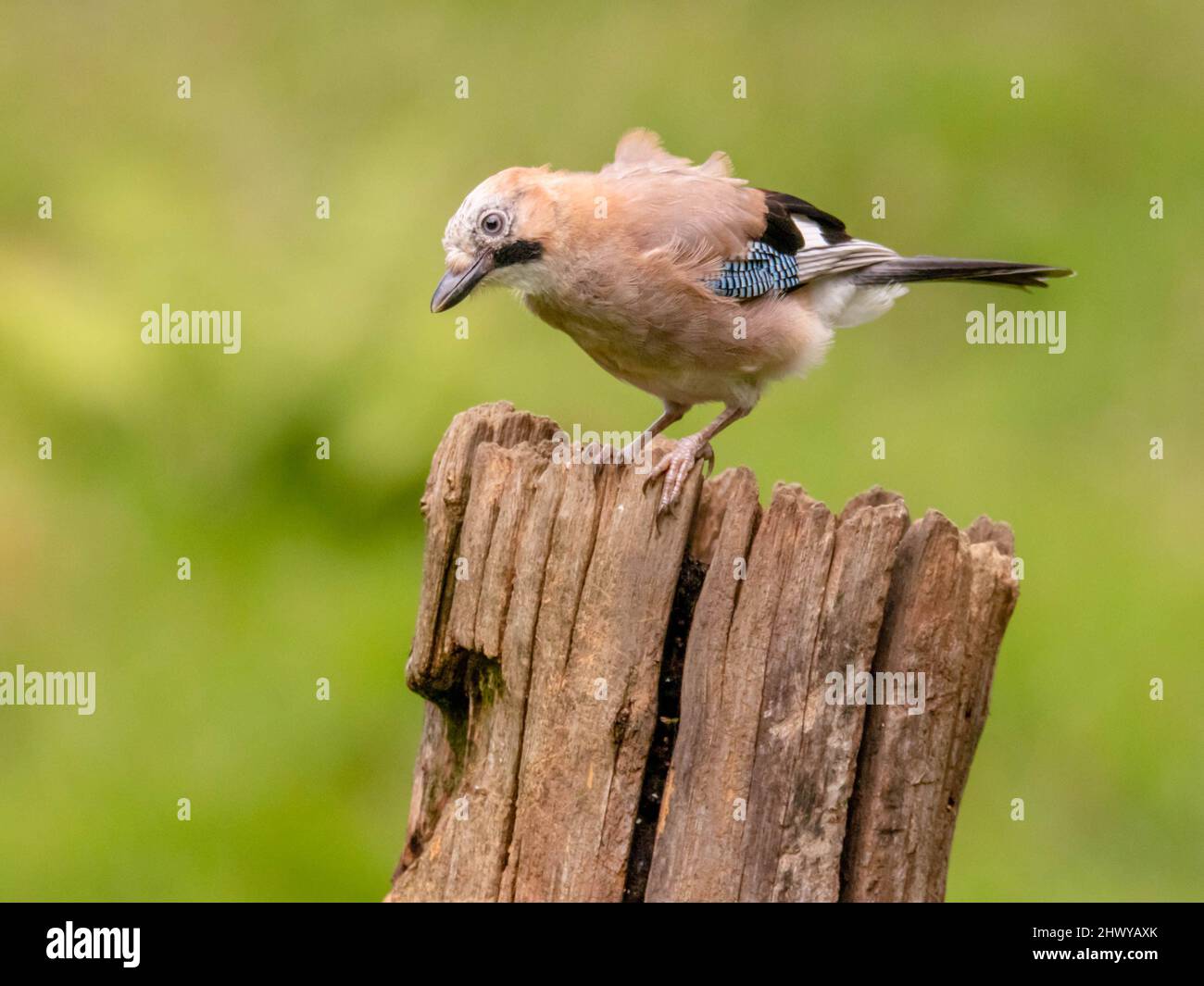 Eurasian Jay (Garrulus glandarius) Scotland, UK Stock Photo - Alamy