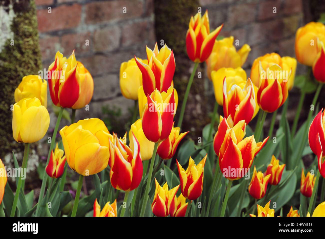 Lily flowered tulip 'Aladdin' in flower Stock Photo - Alamy