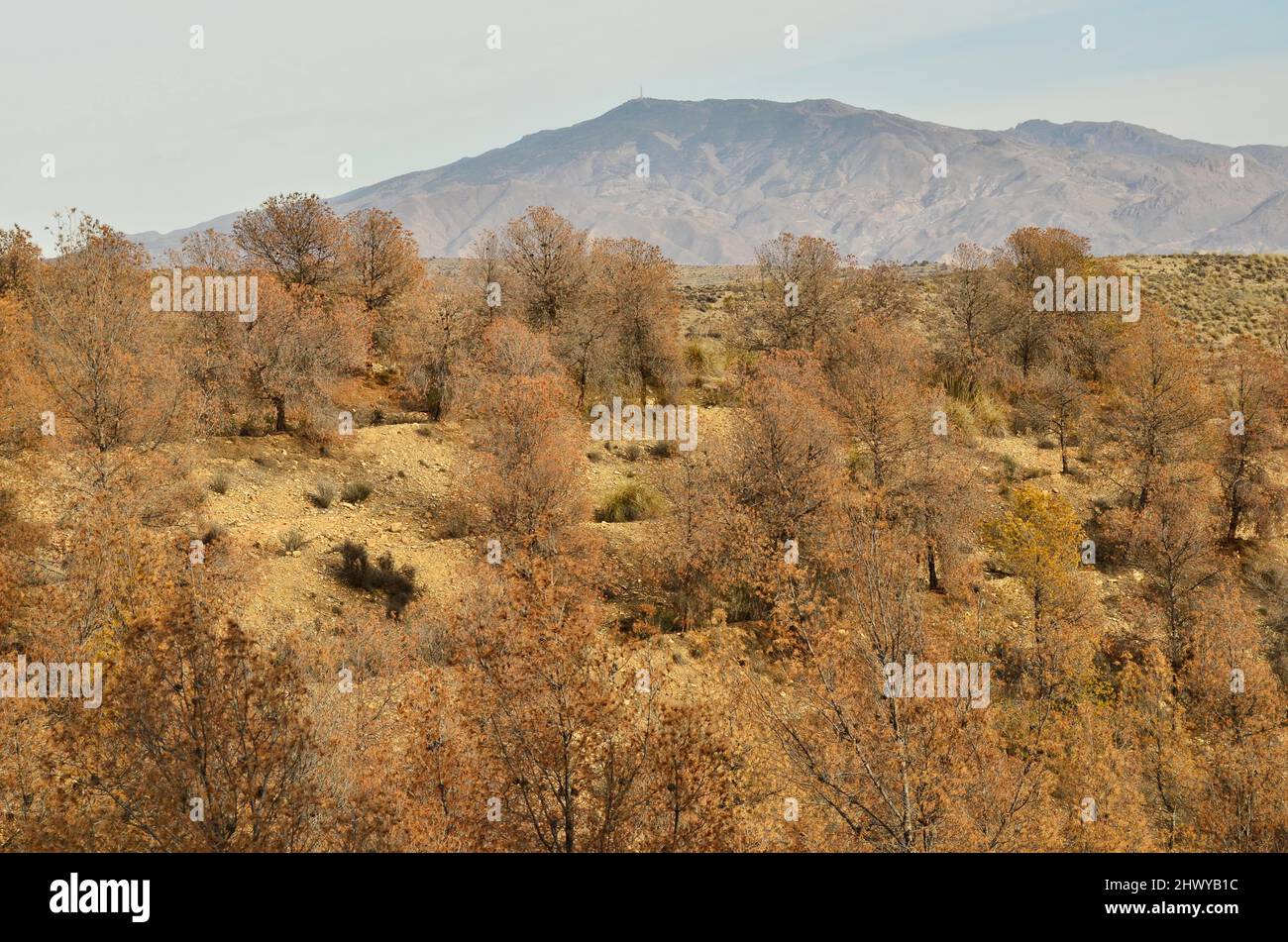 Drying pine trees in the arid Sierra de los Filabres mountains, located ...