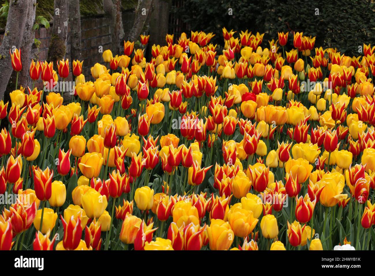 Lily flowered tulip 'Aladdin' in flower Stock Photo - Alamy
