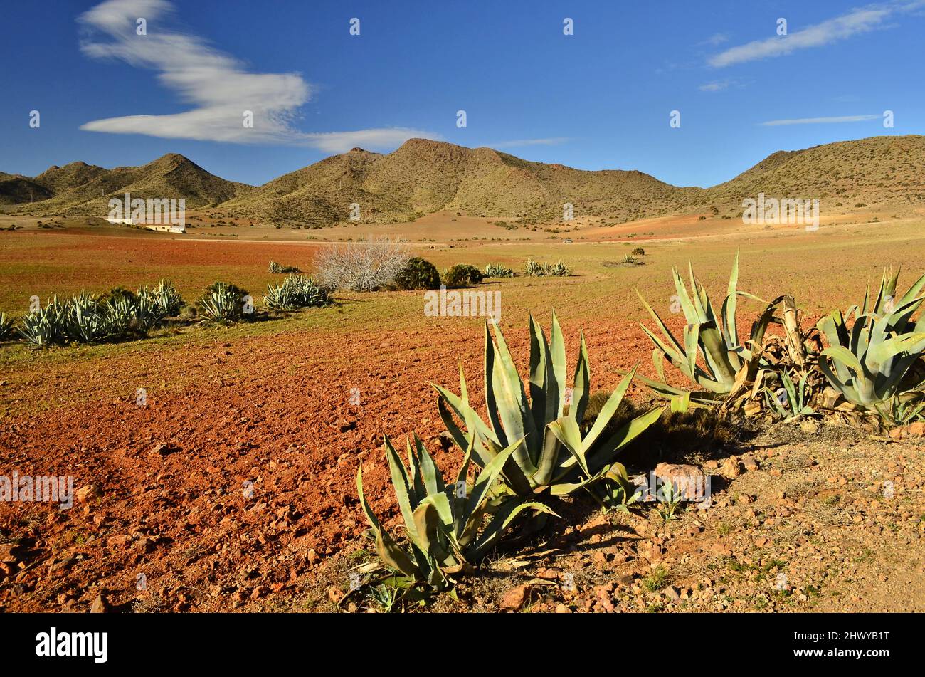 Agave americana plants growing in arid landscape of Cabo de Gata Nijar ...