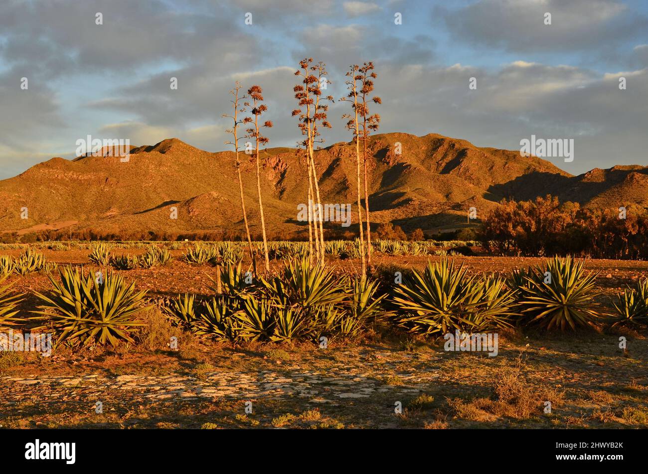 Agave americana plats in the arid landscape of Cabo de Gata Nijar ...