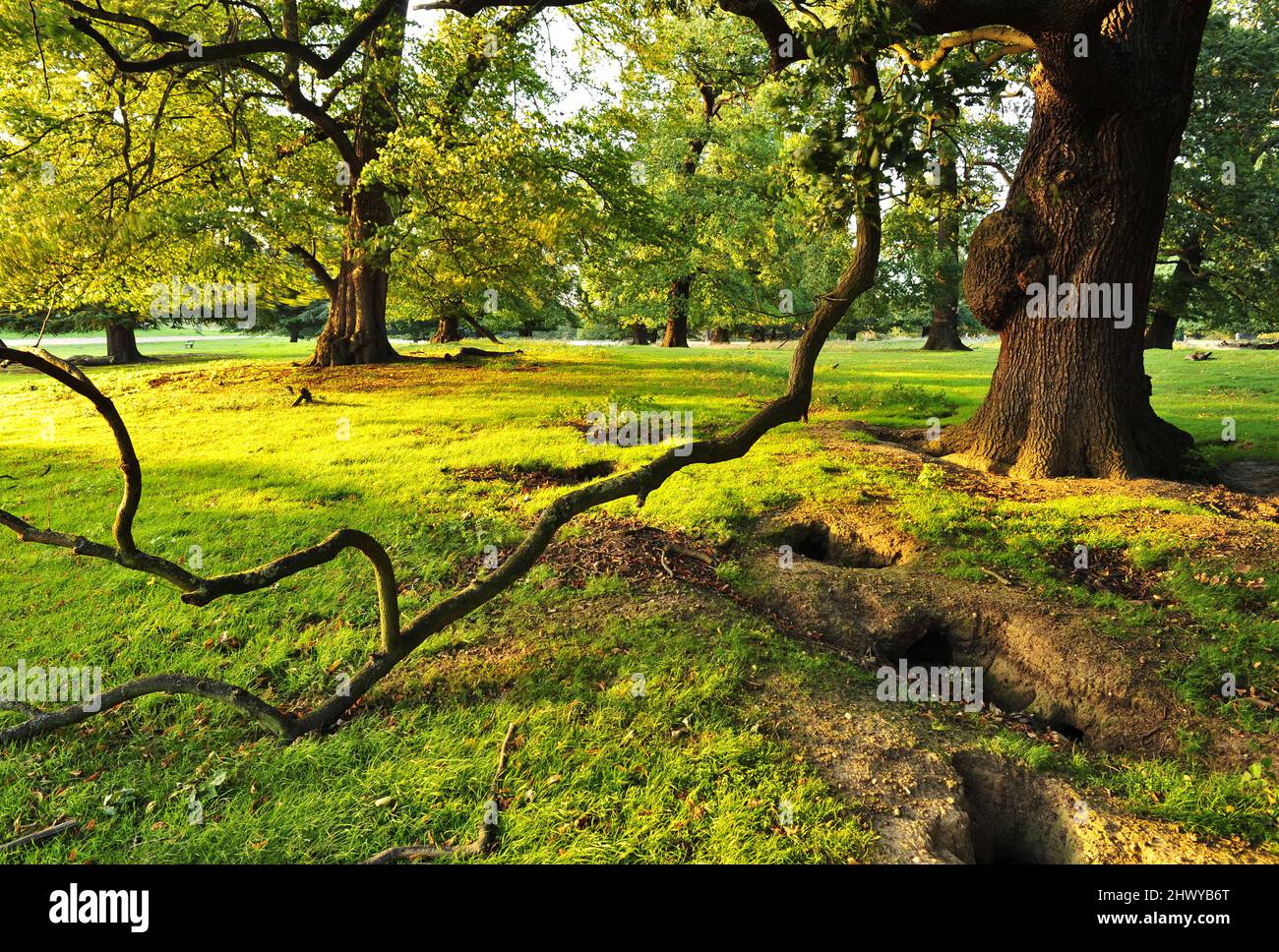 Native tree uk hi-res stock photography and images - Alamy