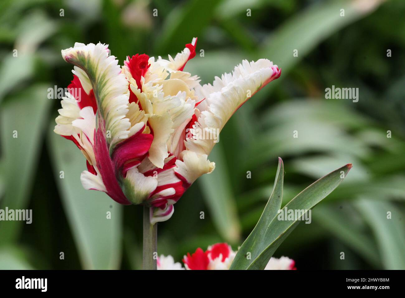 Feathered tulip High Resolution Stock Photography and Images - Alamy