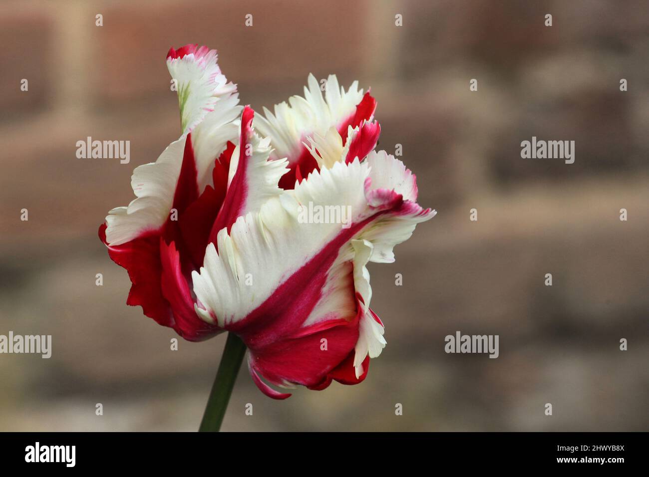 Feathered tulip High Resolution Stock Photography and Images - Alamy