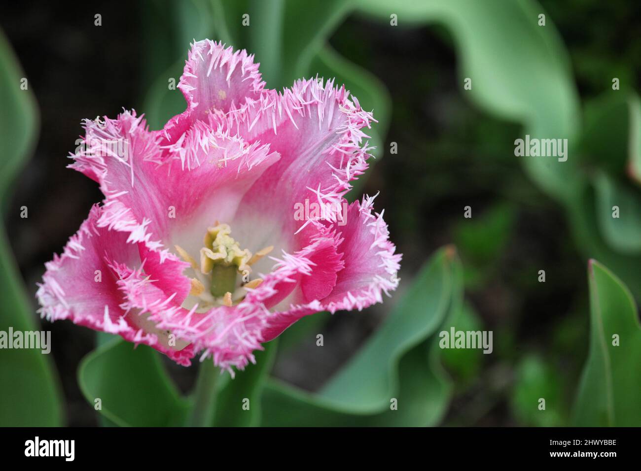 Feathered tulip High Resolution Stock Photography and Images - Alamy