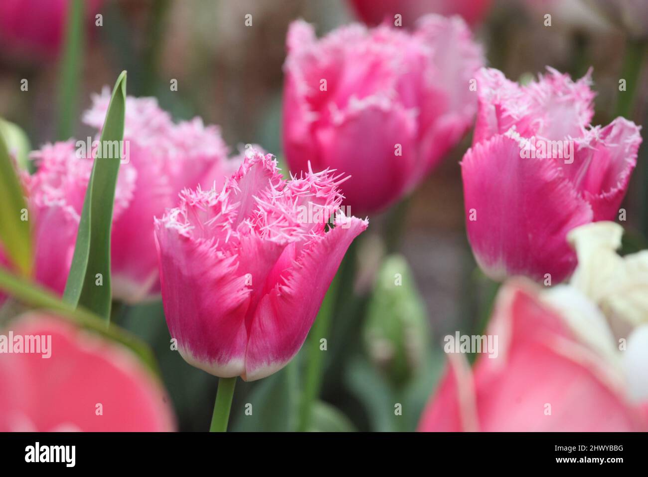 Pink feathered tulip in flower Stock Photo - Alamy