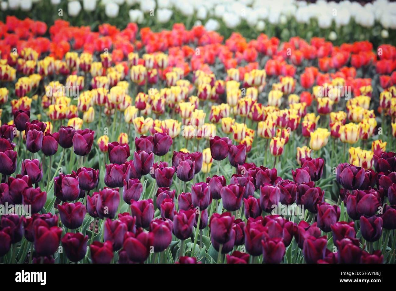 Ronaldo tulip in flower hi-res stock photography and images - Alamy