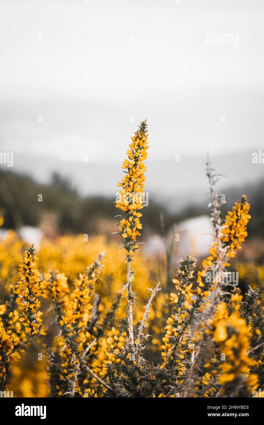 yellow flowers in the heather Stock Photo - Alamy