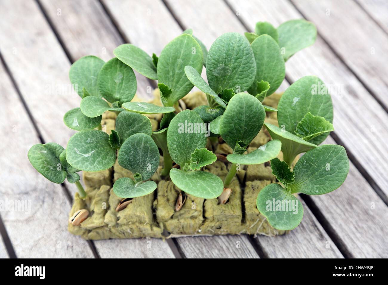Squash seedlings growing in cubes of rock wool may Stock Photo - Alamy