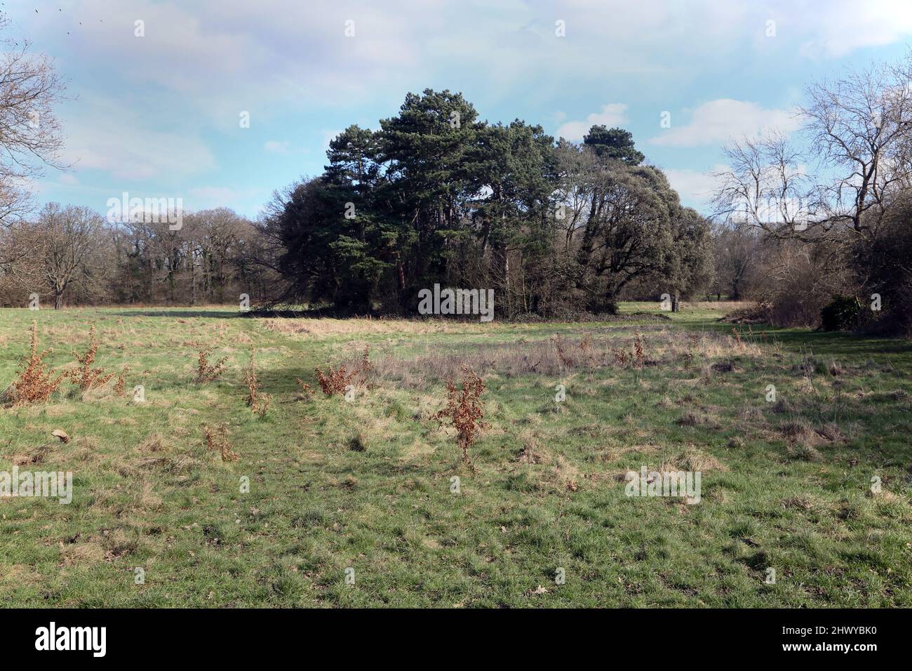 Henry viii hunting deer hi-res stock photography and images - Alamy
