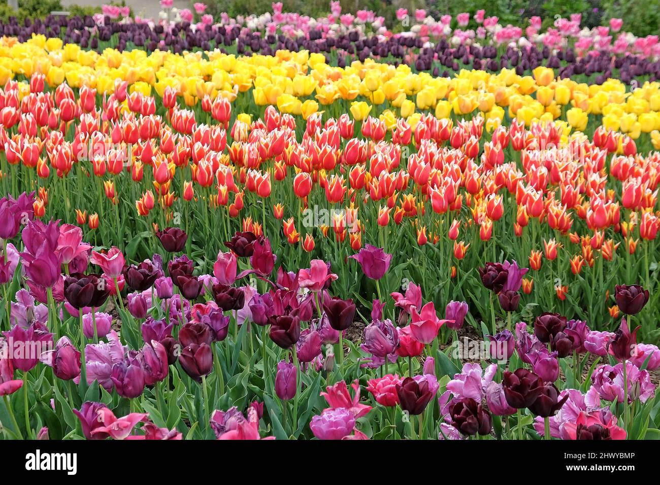 Tulip tulipa aladdin hi-res stock photography and images - Alamy