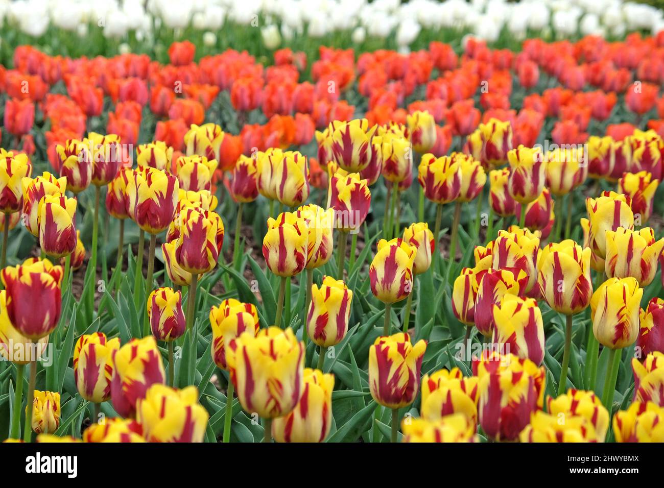 Tulipa triumph helmar hi-res stock photography and images - Alamy