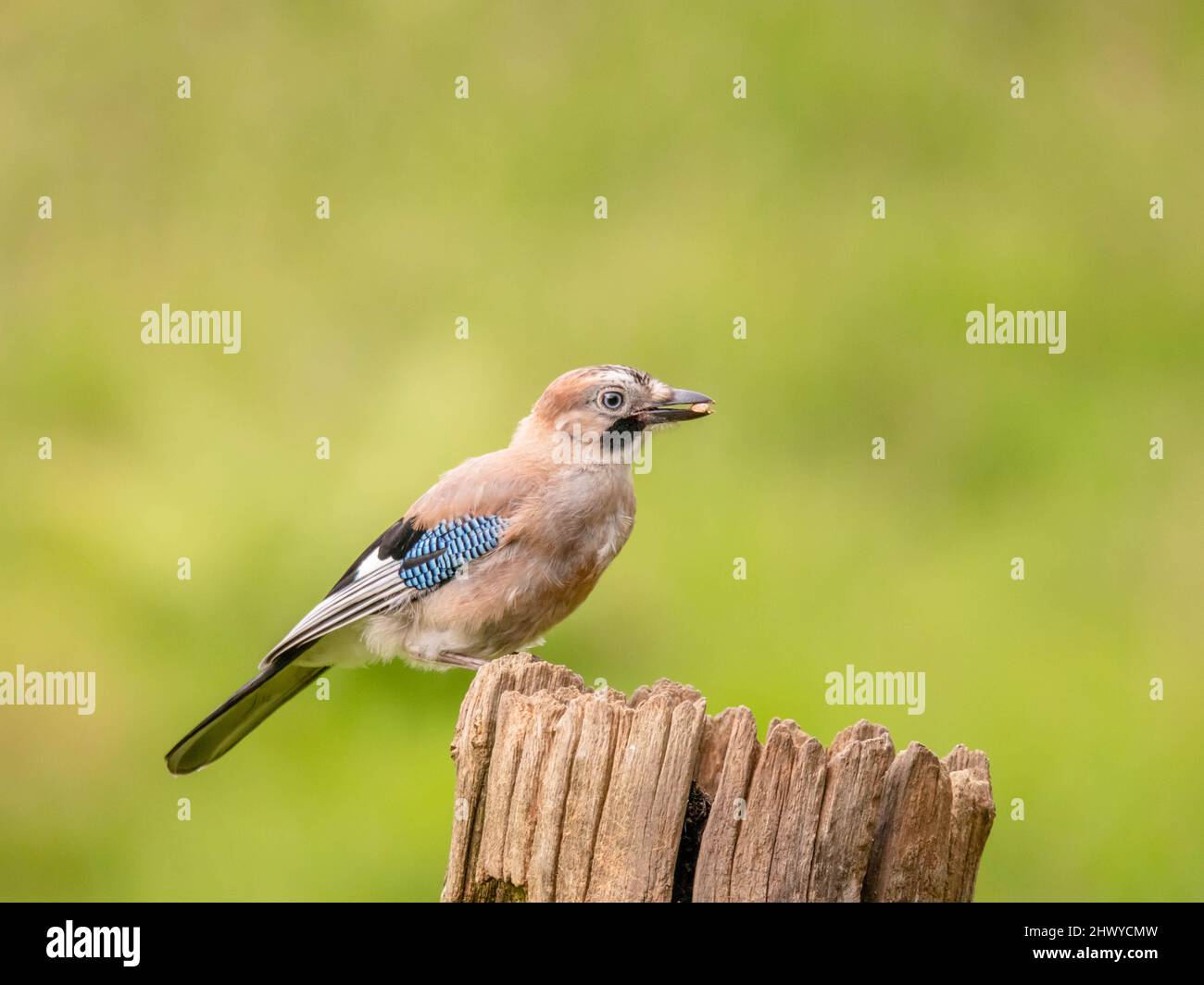 Eurasian Jay (Garrulus glandarius) Scotland, UK Stock Photo - Alamy