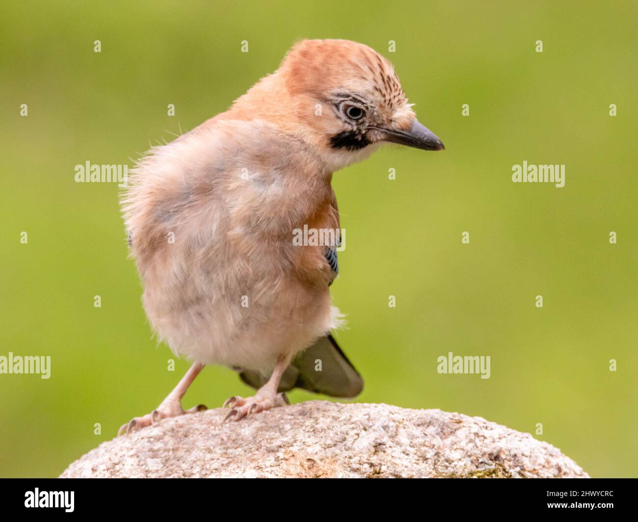Eurasian jay bird scotland hi-res stock photography and images - Alamy