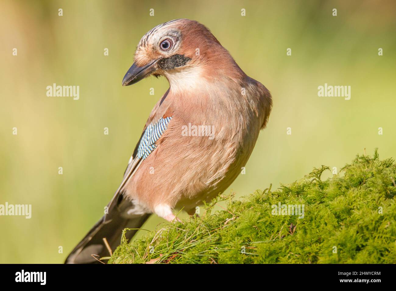Eurasian Jay (Garrulus glandarius) Scotland, UK Stock Photo - Alamy