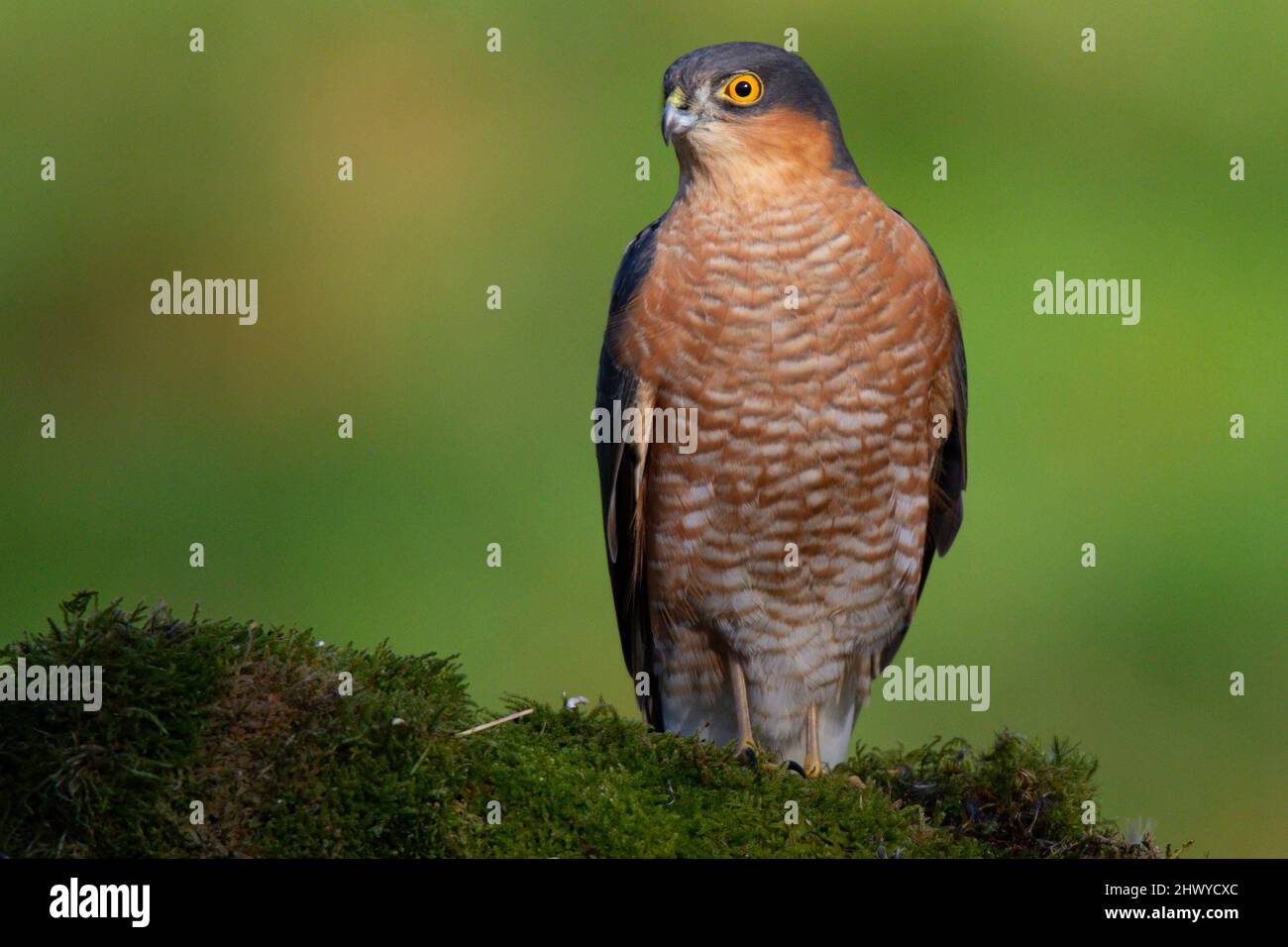 Bird of Prey - Sparrowhawk (Accipiter nisus), also known as the ...