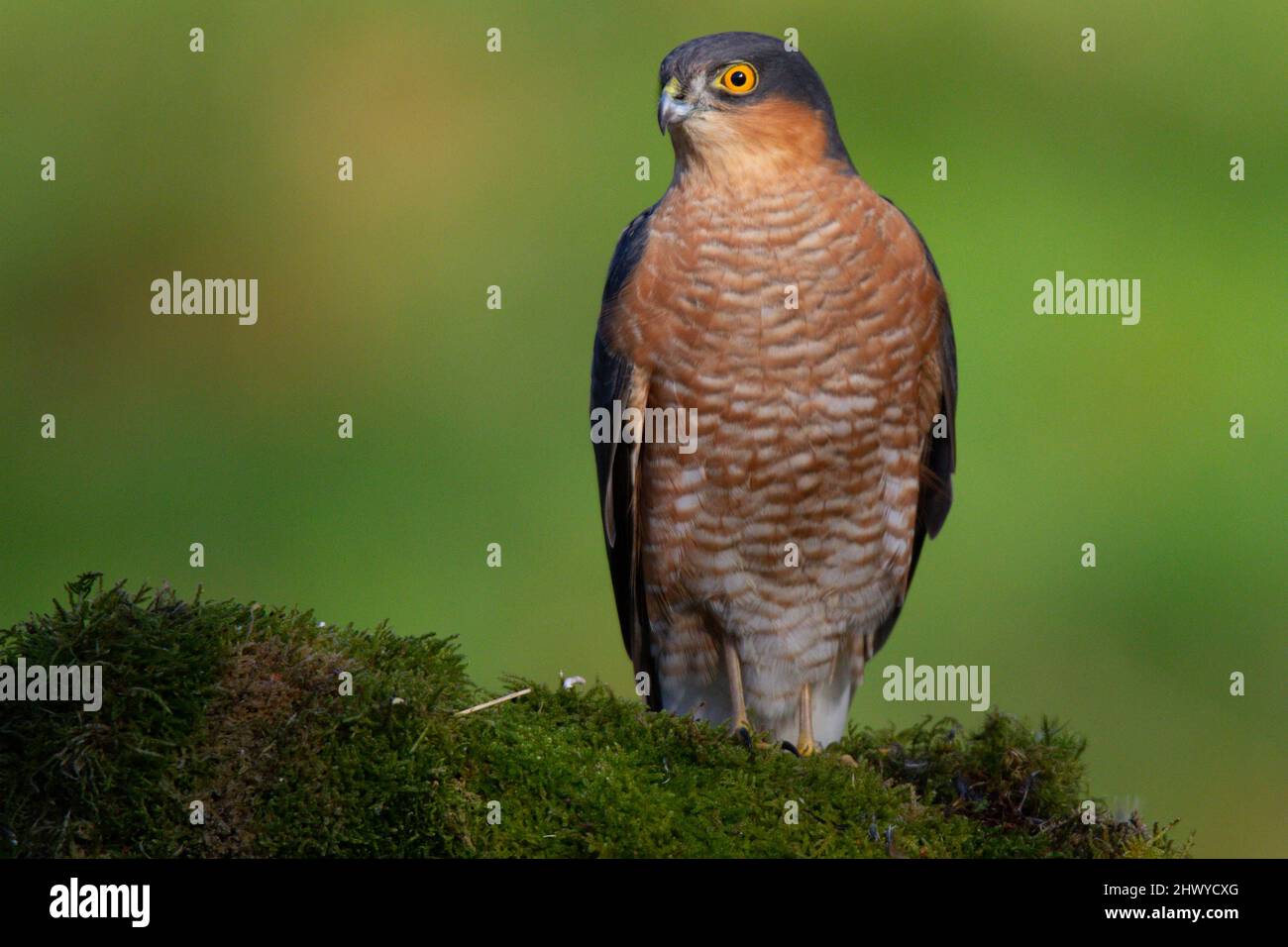 Bird of Prey - Sparrowhawk (Accipiter nisus), also known as the ...