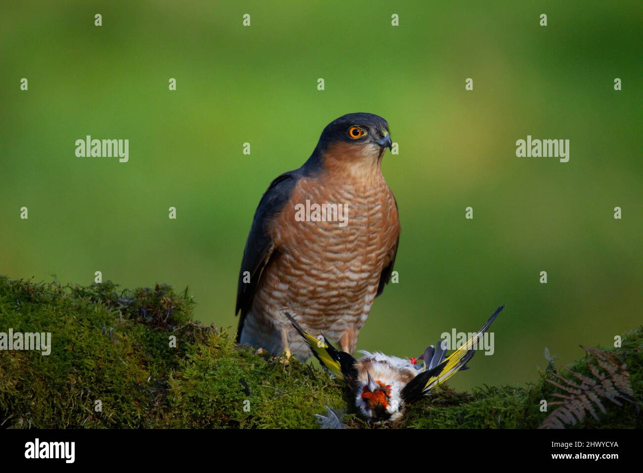 Bird of Prey - Sparrowhawk (Accipiter nisus), also known as the ...