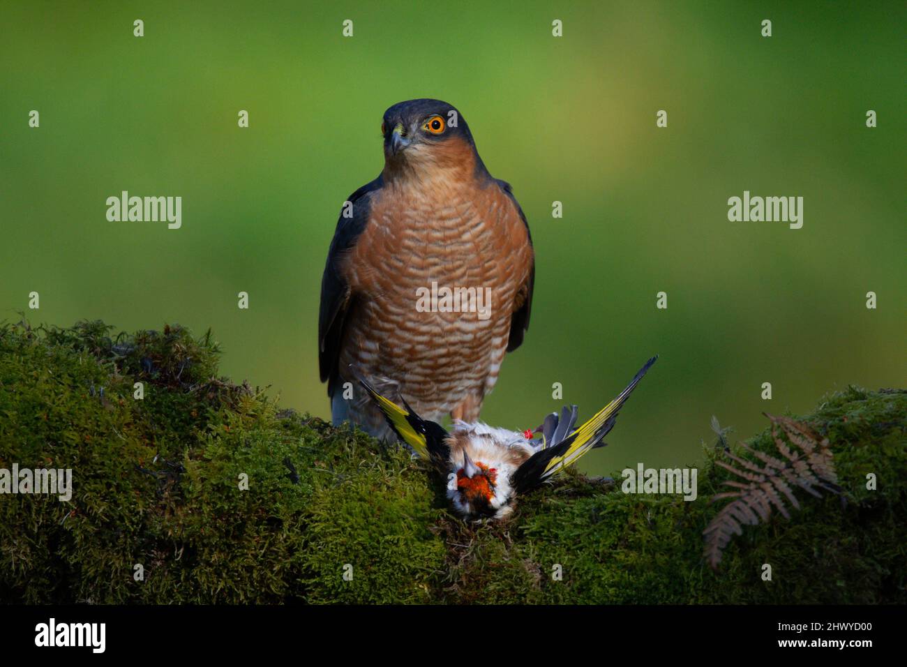 Bird of Prey - Sparrowhawk (Accipiter nisus), also known as the ...