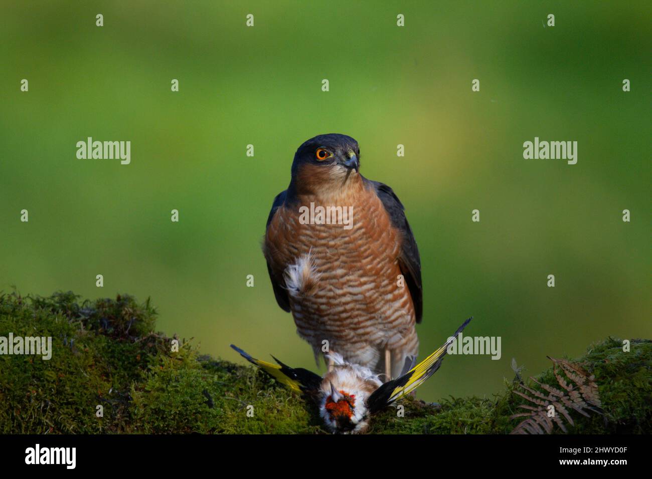 Bird of Prey - Sparrowhawk (Accipiter nisus), also known as the ...