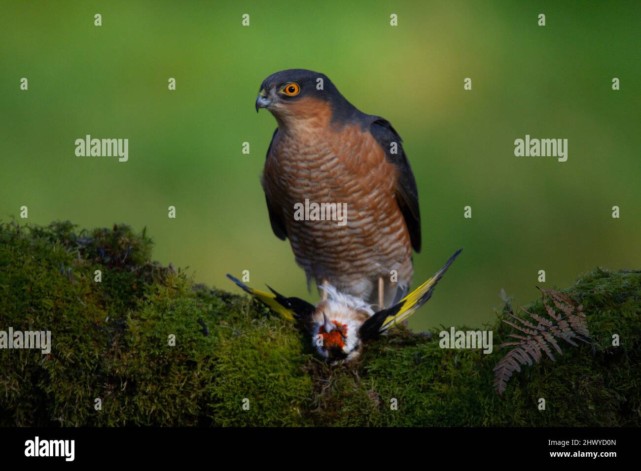 Bird of Prey - Sparrowhawk (Accipiter nisus), also known as the ...