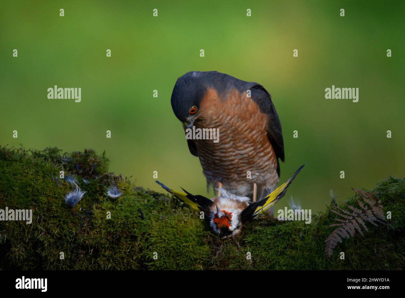 Bird of Prey - Sparrowhawk (Accipiter nisus), also known as the ...