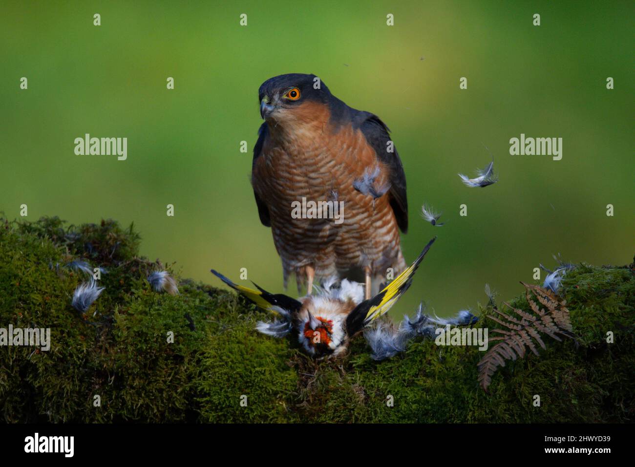 Bird of Prey - Sparrowhawk (Accipiter nisus), also known as the ...