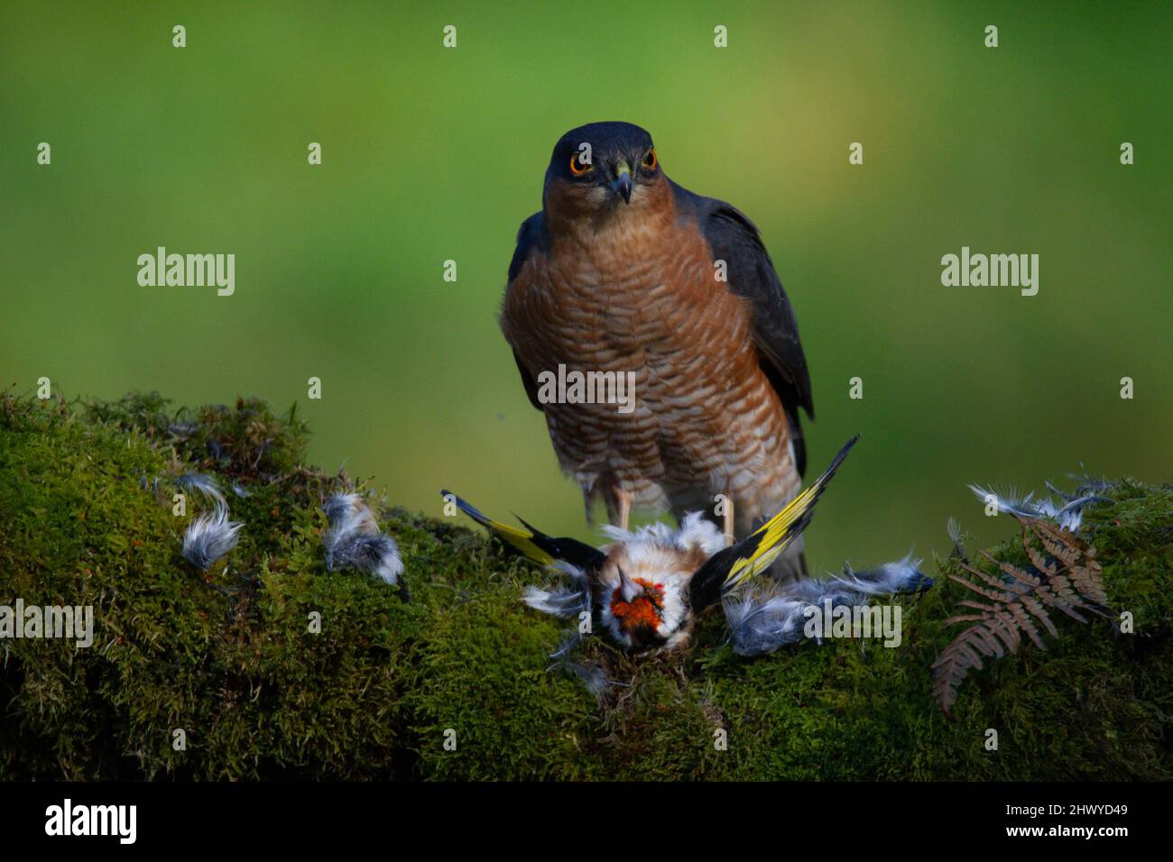 Bird of Prey - Sparrowhawk (Accipiter nisus), also known as the ...