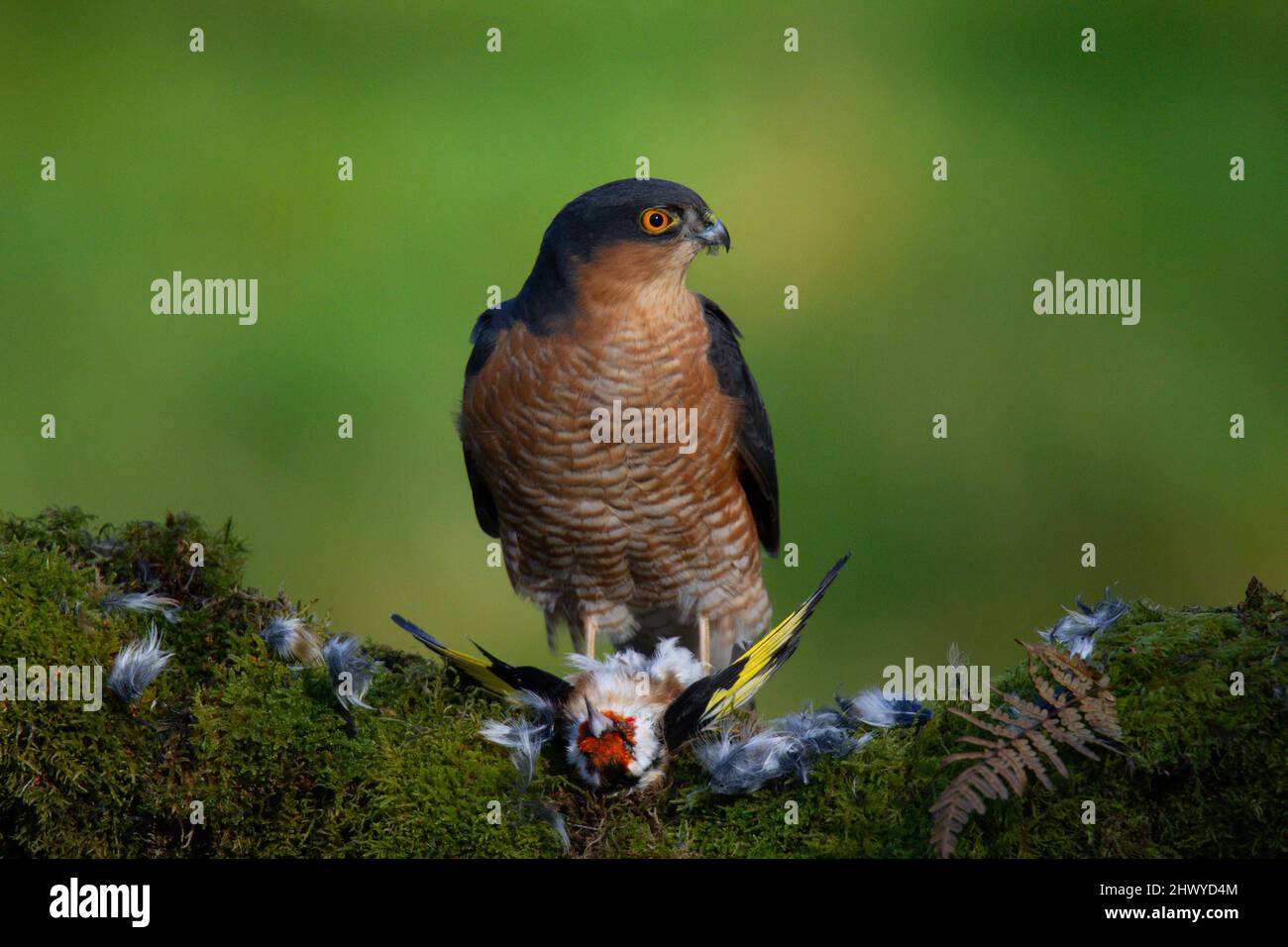 Bird of Prey - Sparrowhawk (Accipiter nisus), also known as the ...
