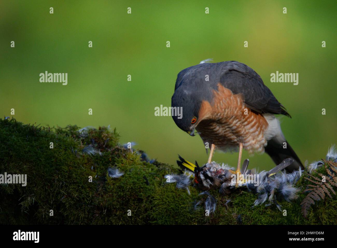 Bird of Prey - Sparrowhawk (Accipiter nisus), also known as the ...