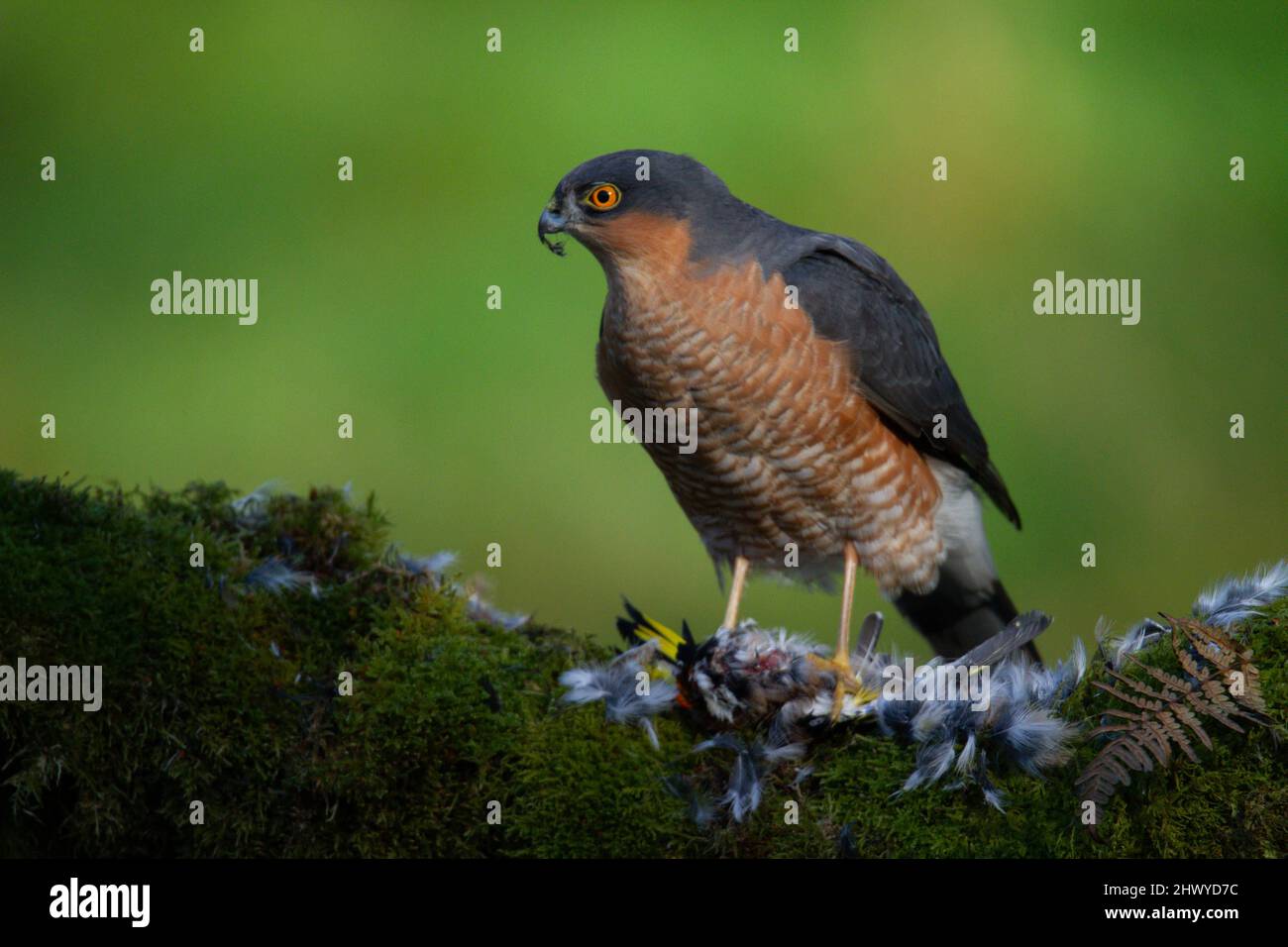Bird of Prey - Sparrowhawk (Accipiter nisus), also known as the ...