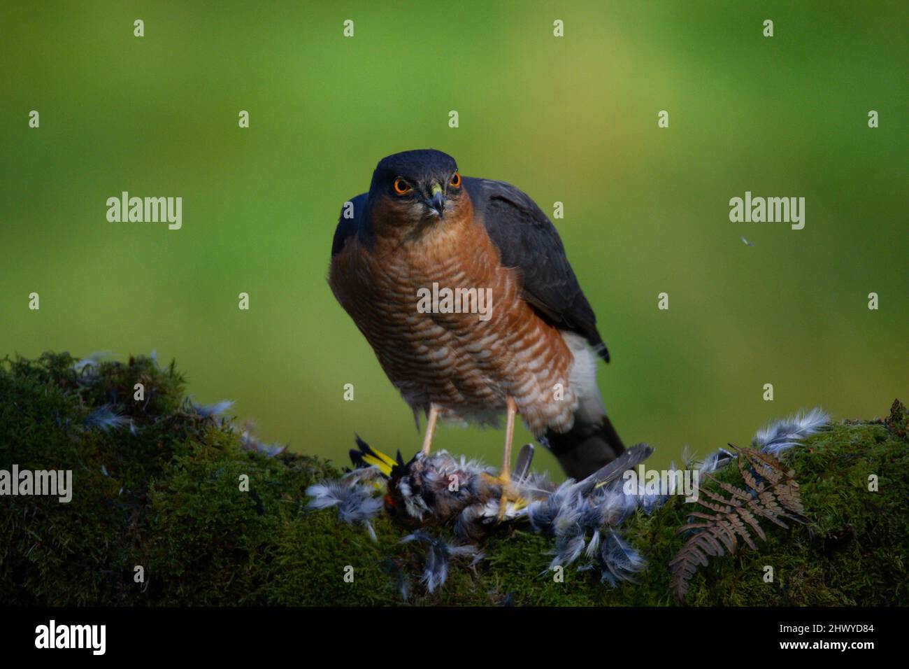 Bird of Prey - Sparrowhawk (Accipiter nisus), also known as the ...