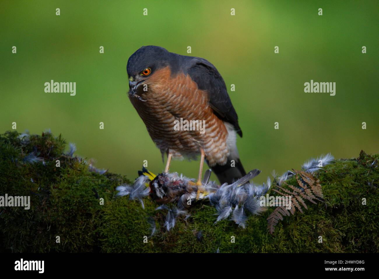 Bird of Prey - Sparrowhawk (Accipiter nisus), also known as the northern sparrowhawk or the ...