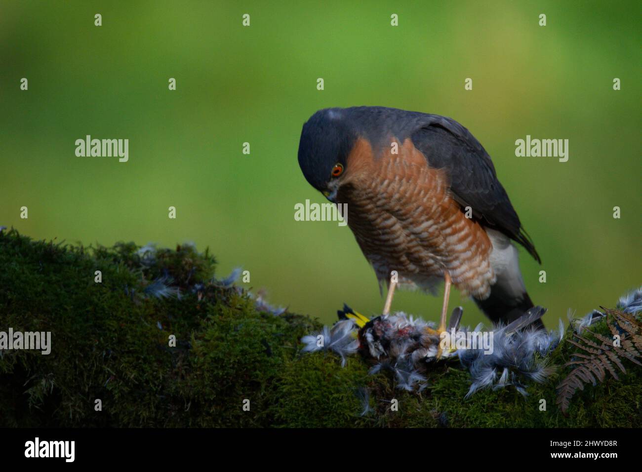 Bird of Prey - Sparrowhawk (Accipiter nisus), also known as the ...