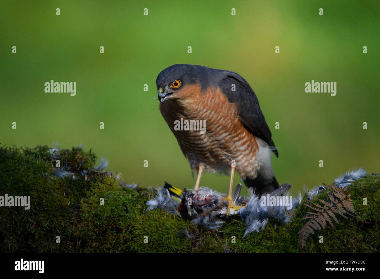 Bird of Prey - Sparrowhawk (Accipiter nisus), also known as the ...