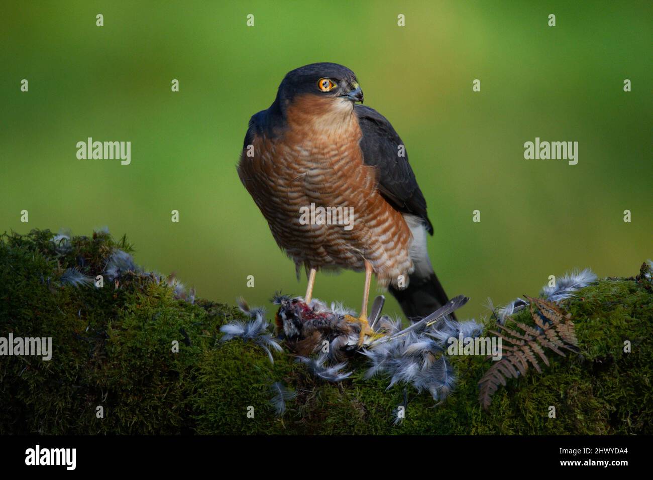 Bird of Prey - Sparrowhawk (Accipiter nisus), also known as the ...