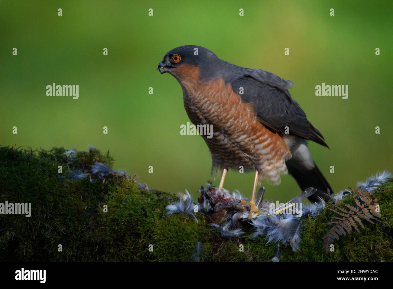 Bird of Prey - Sparrowhawk (Accipiter nisus), also known as the ...