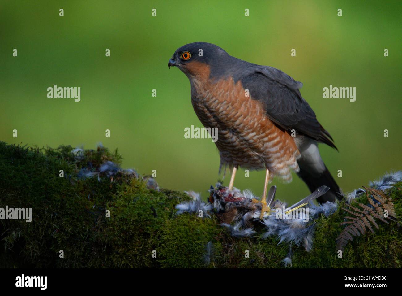 Bird of Prey - Sparrowhawk (Accipiter nisus), also known as the ...
