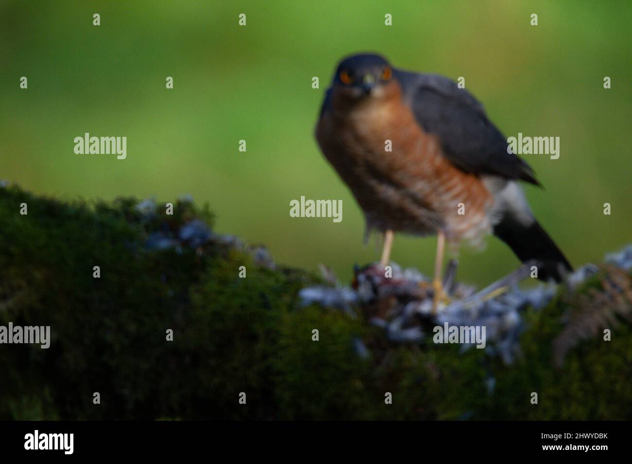 Bird of Prey - Sparrowhawk (Accipiter nisus), also known as the ...
