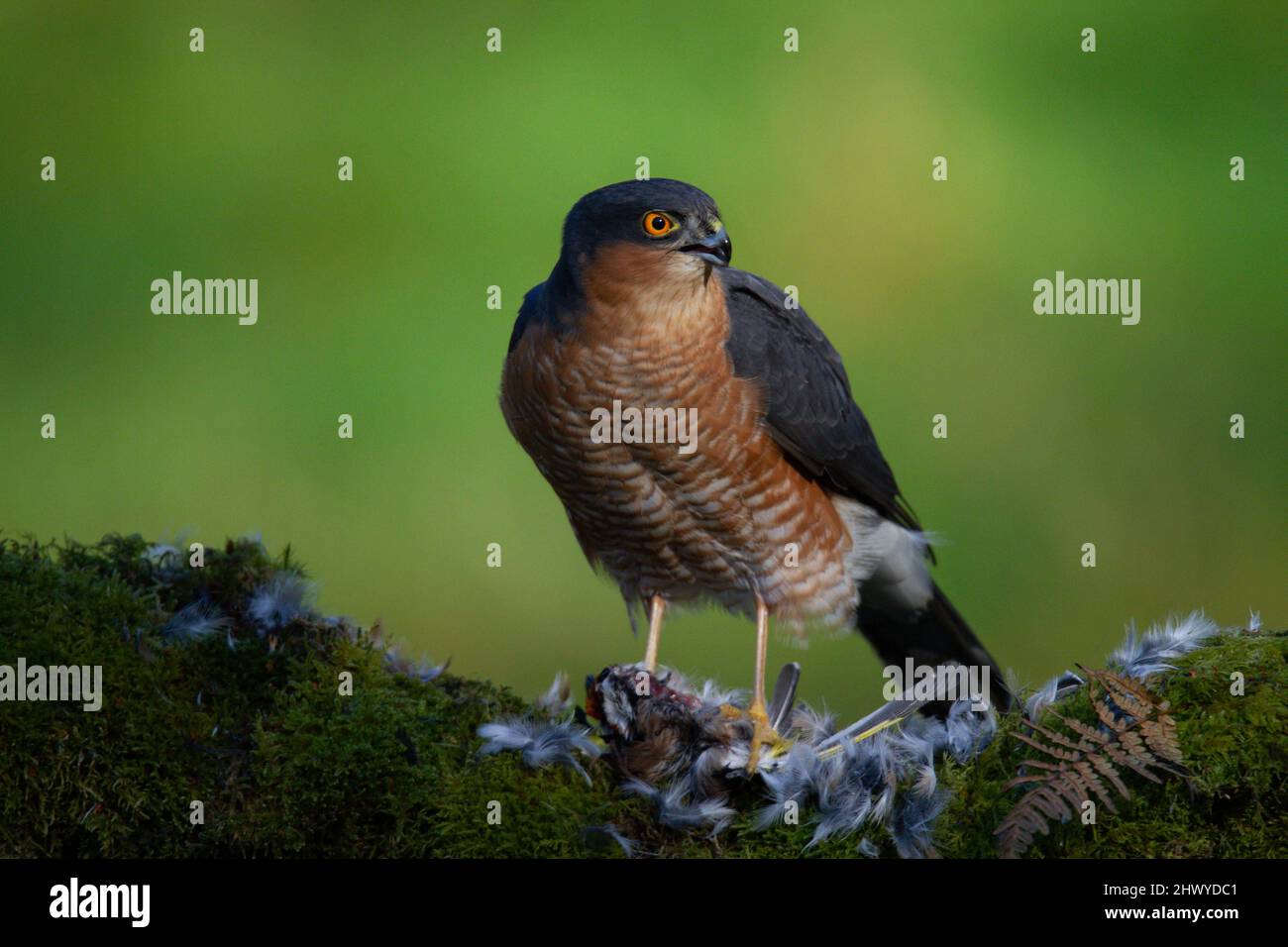 Bird of Prey - Sparrowhawk (Accipiter nisus), also known as the ...